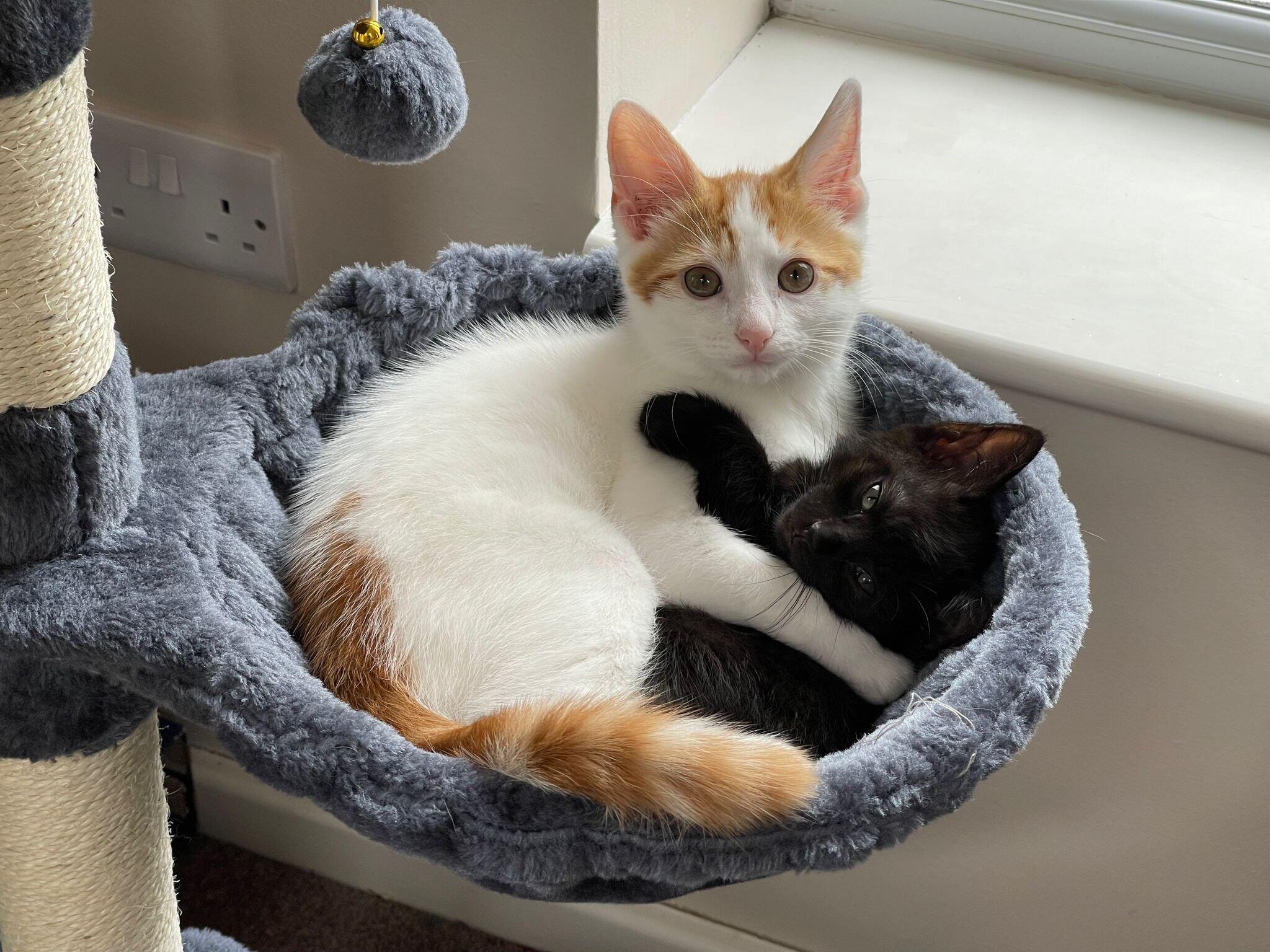 Robin Hood Cats Rescue - Nextdoor