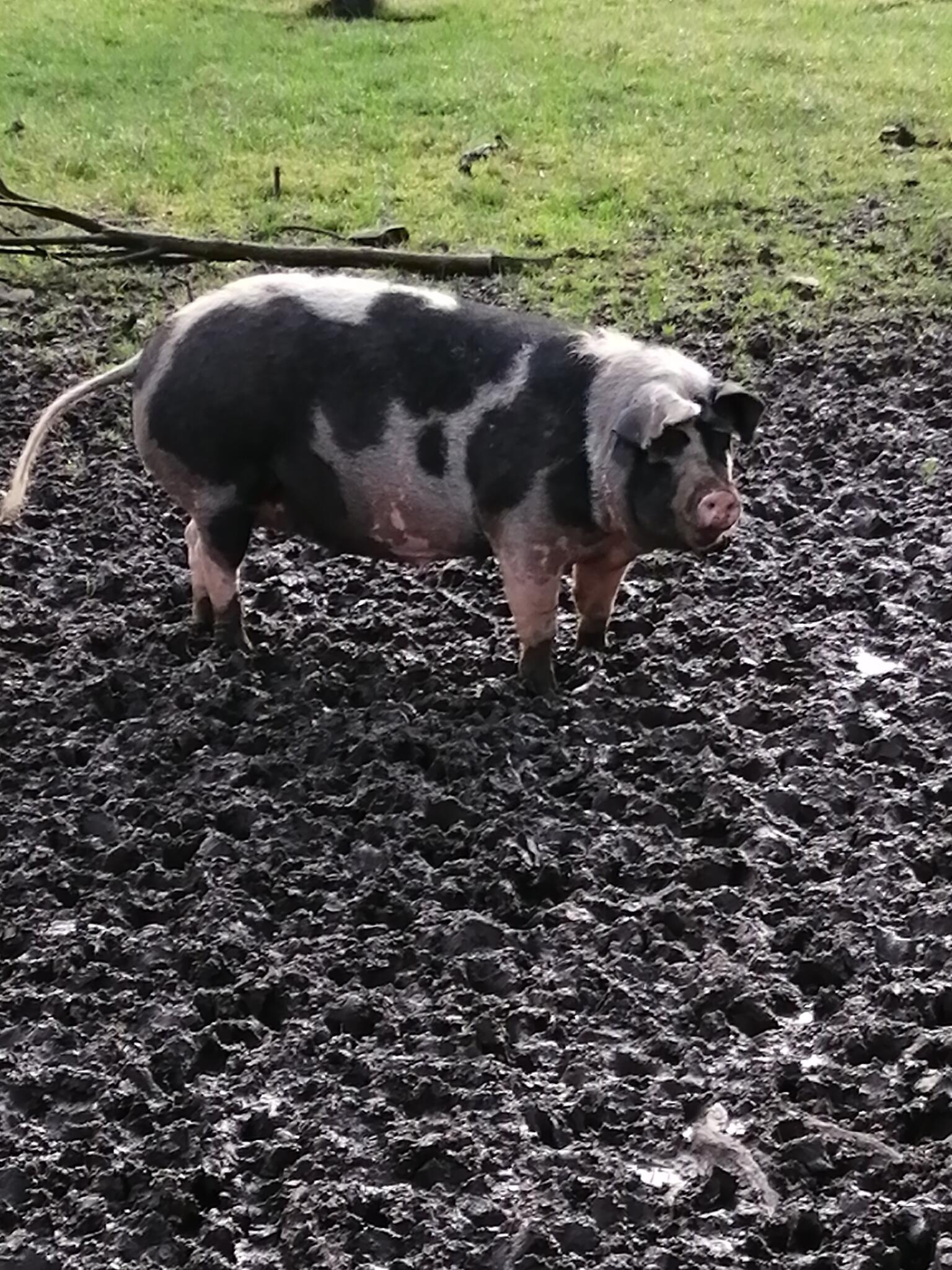 JAHardy accommodation - Matlock - Nextdoor