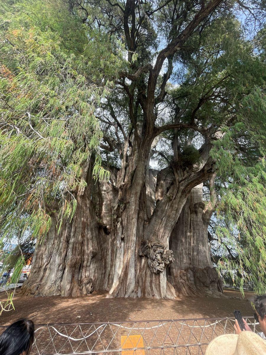 Martinez tree service & landscaping Llc - Indianapolis, IN - Nextdoor