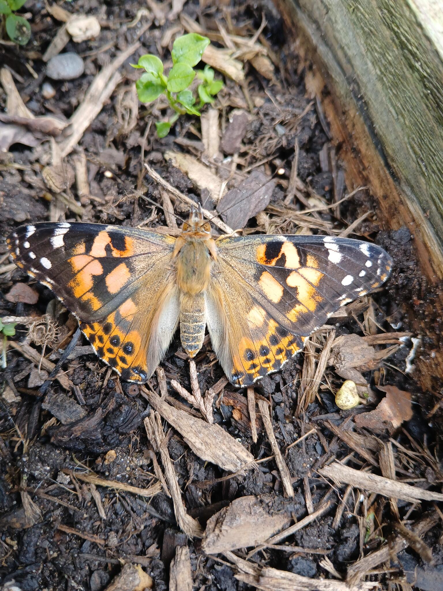 Lady with a van - Nextdoor