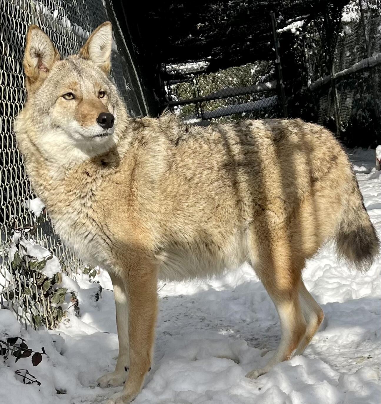 Wolf Run Wildlife Refuge - Lexington, KY - Nextdoor