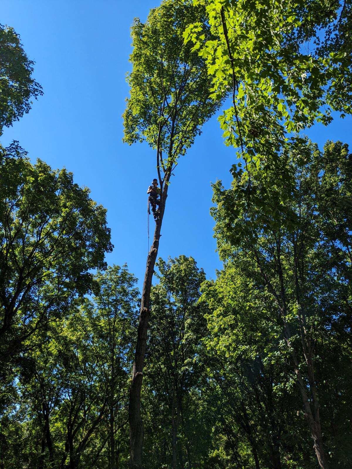 Classic Trees - Jordan, MN - Nextdoor