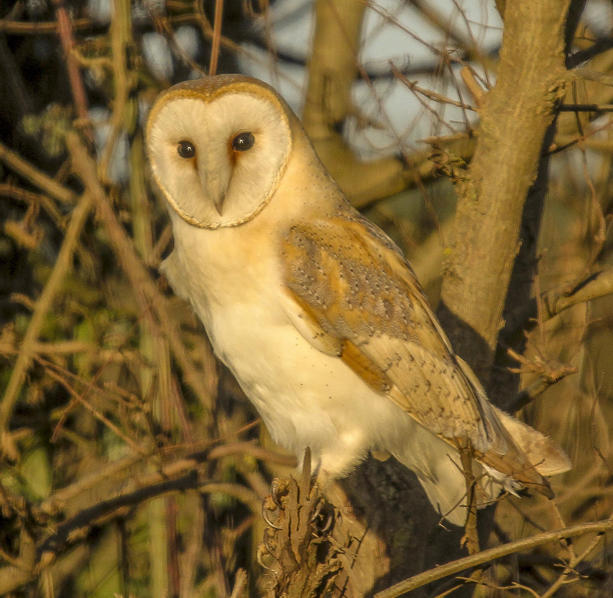 Richard Brunton Photography. - Fakenham - Nextdoor