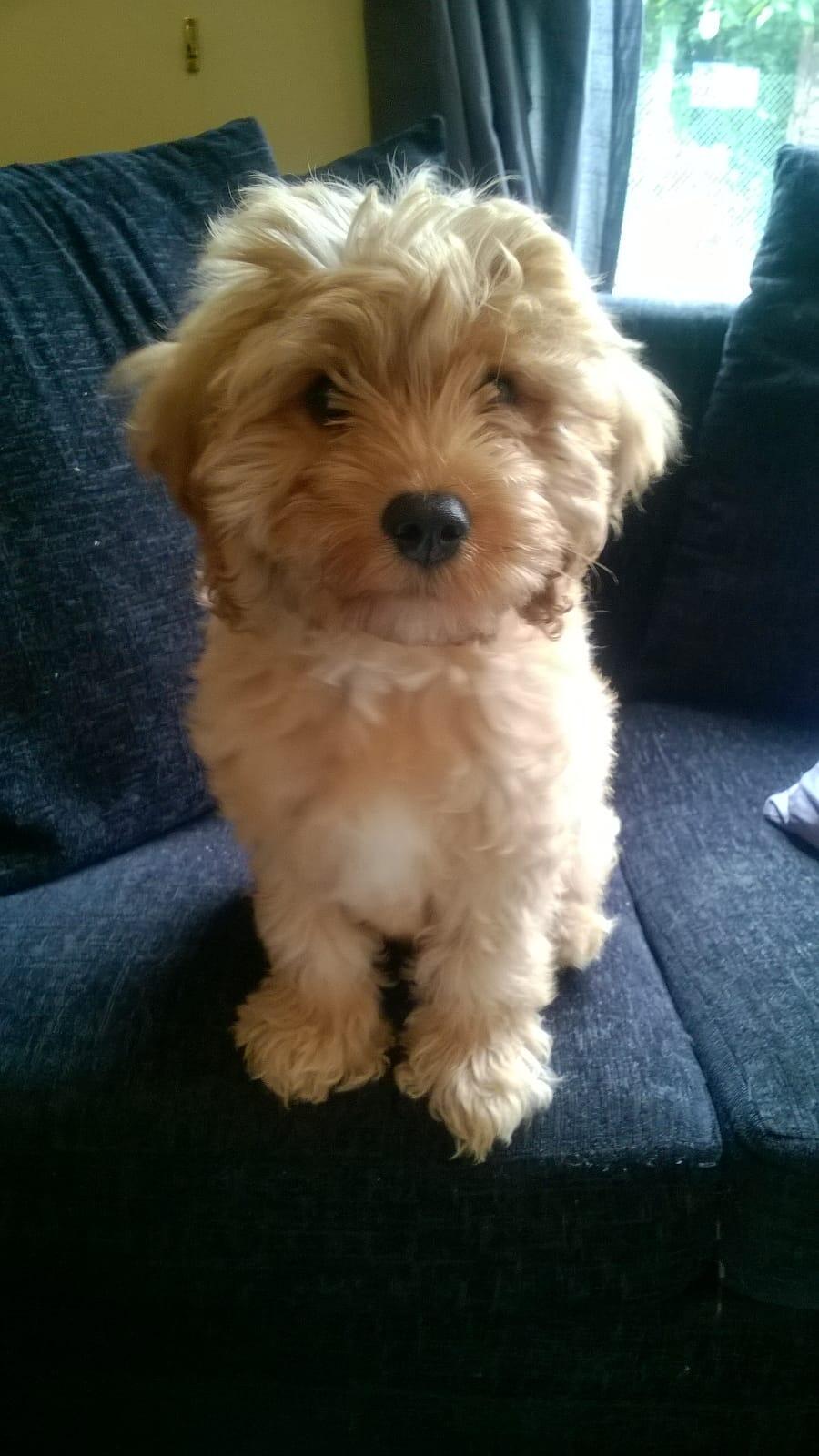 Molly Moo Dog Walking - Nextdoor