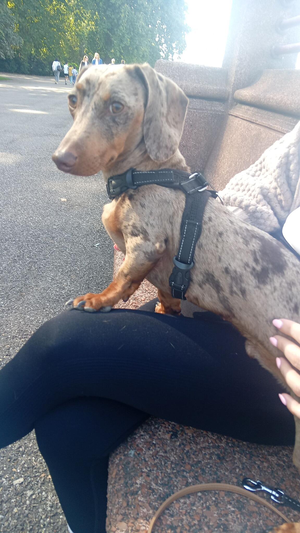 Jo's Wagging Walks - Nextdoor