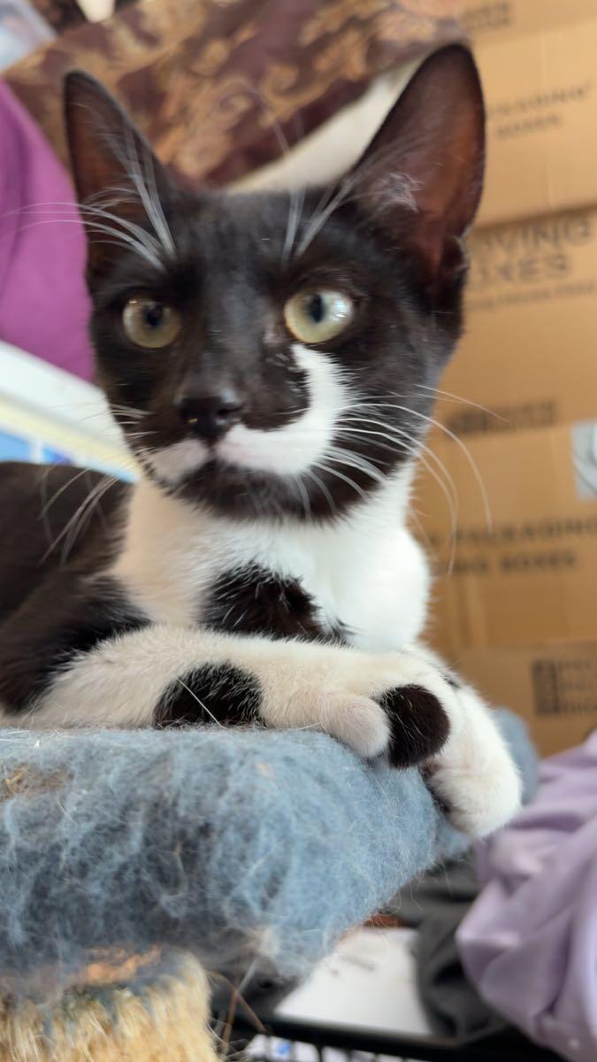 Cat man Jules goes east - Nextdoor