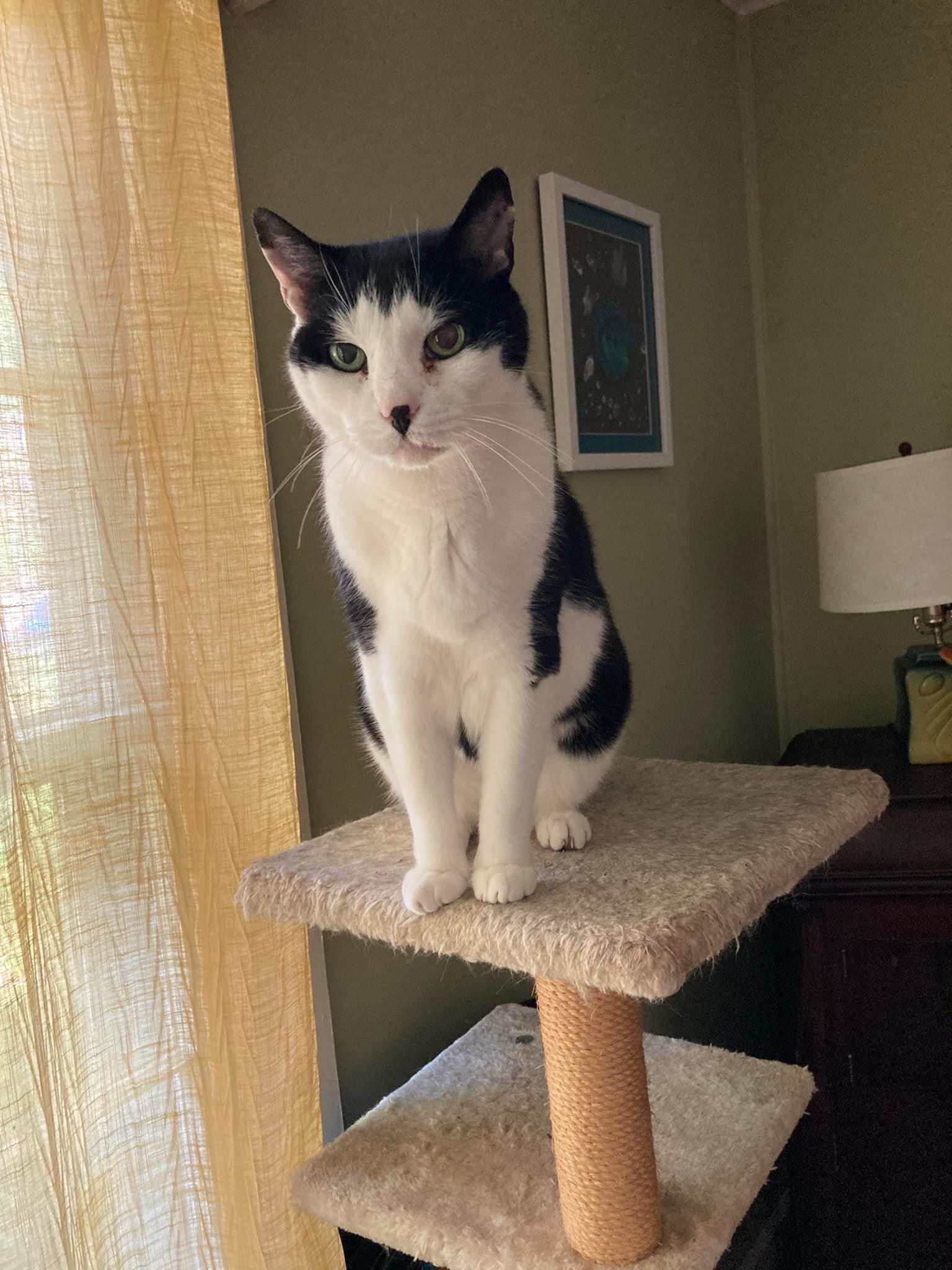 Donna Doolittles Pet Sitting - Matawan, NJ - Nextdoor