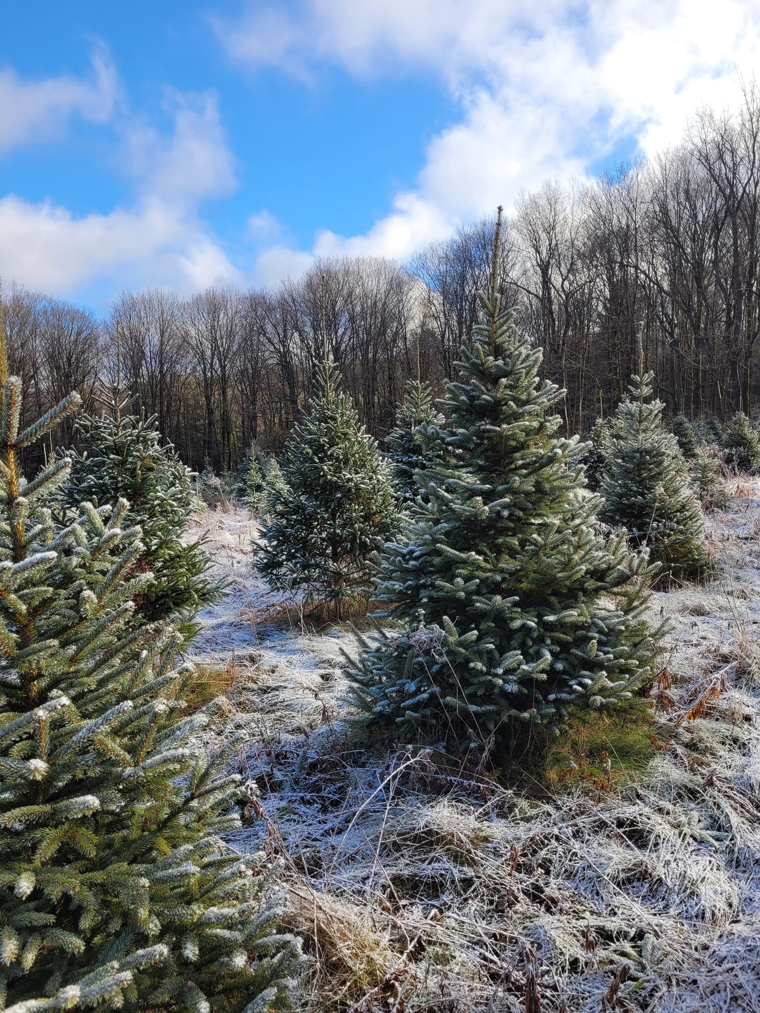 Keith Tree Farm - North Brookfield, NY - Nextdoor