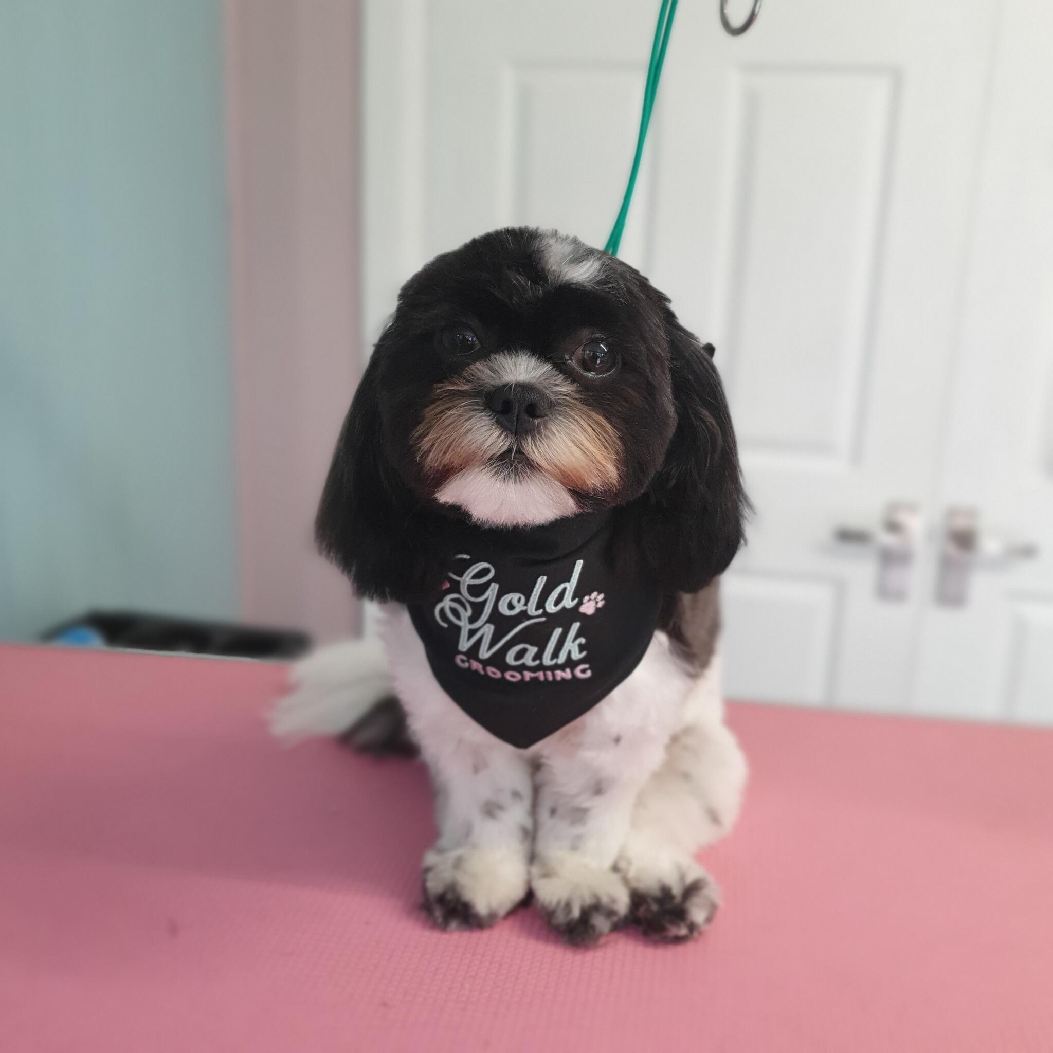 GoldWalk Dog Grooming & Canine Wellbeing Salon - Welwyn Garden City ...