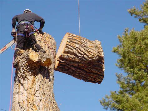 Timber Time Tree Service - Canfield, OH - Nextdoor