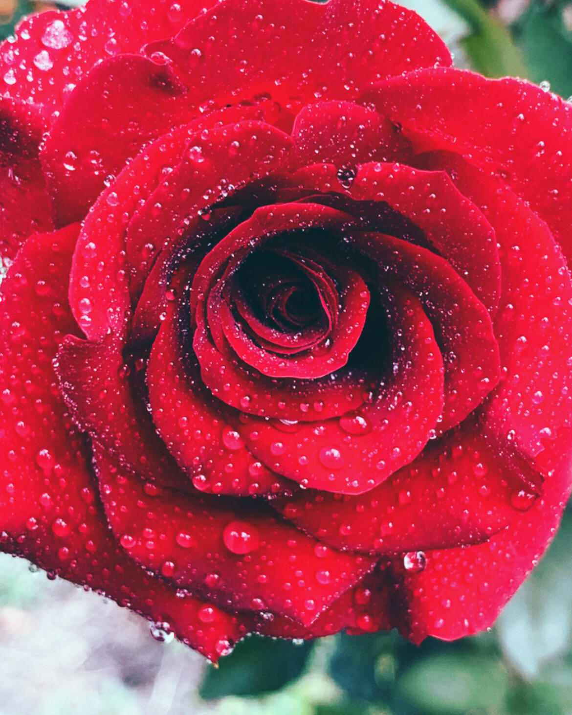 Roses Cleaning Services - Canterbury, GB-ENG - Nextdoor