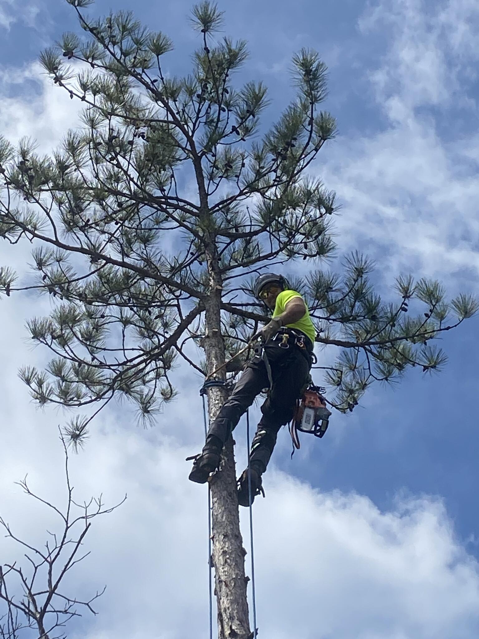 Ground to air tree care LLC - Forest Lake, MN - Nextdoor