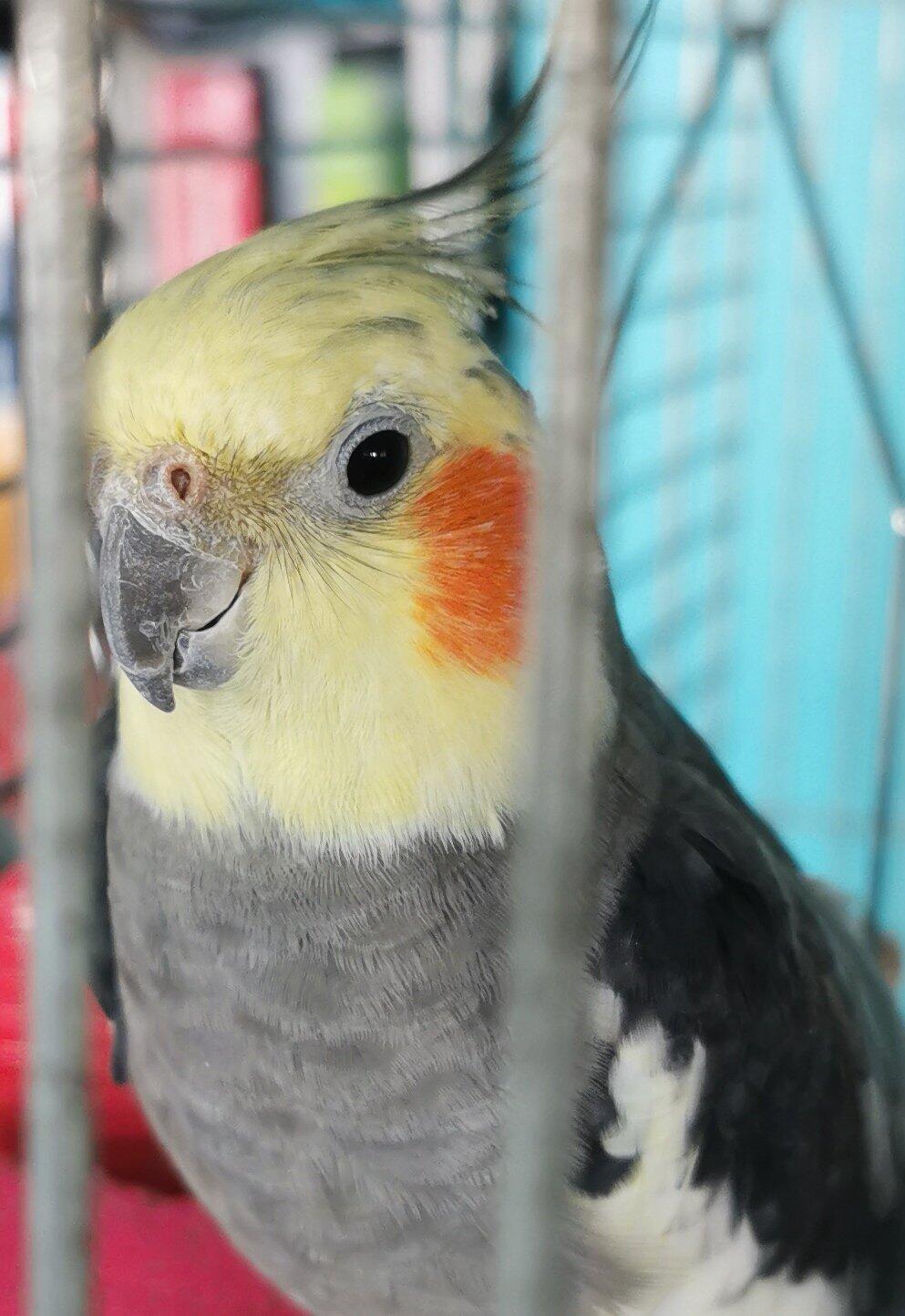 Feathers Boarding - Nextdoor