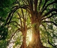 David Bedwell Genealogy - Witham - Nextdoor