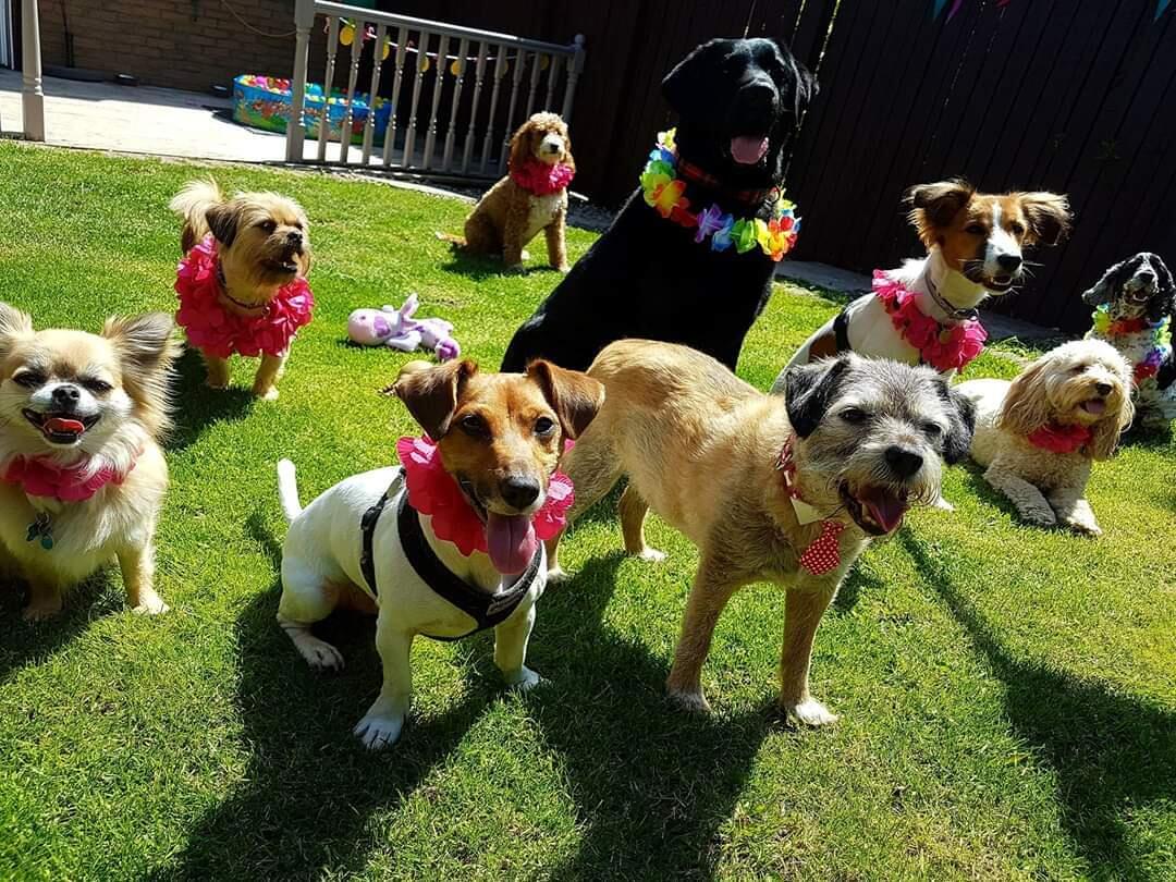 City pooch walks - Nextdoor