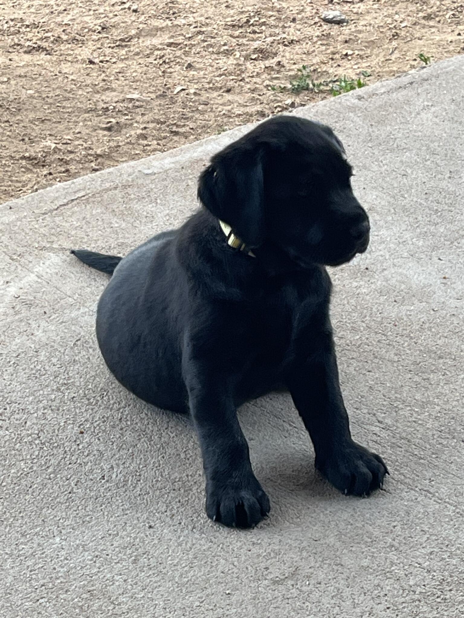 Coco Pups - Lake George, CO - Nextdoor