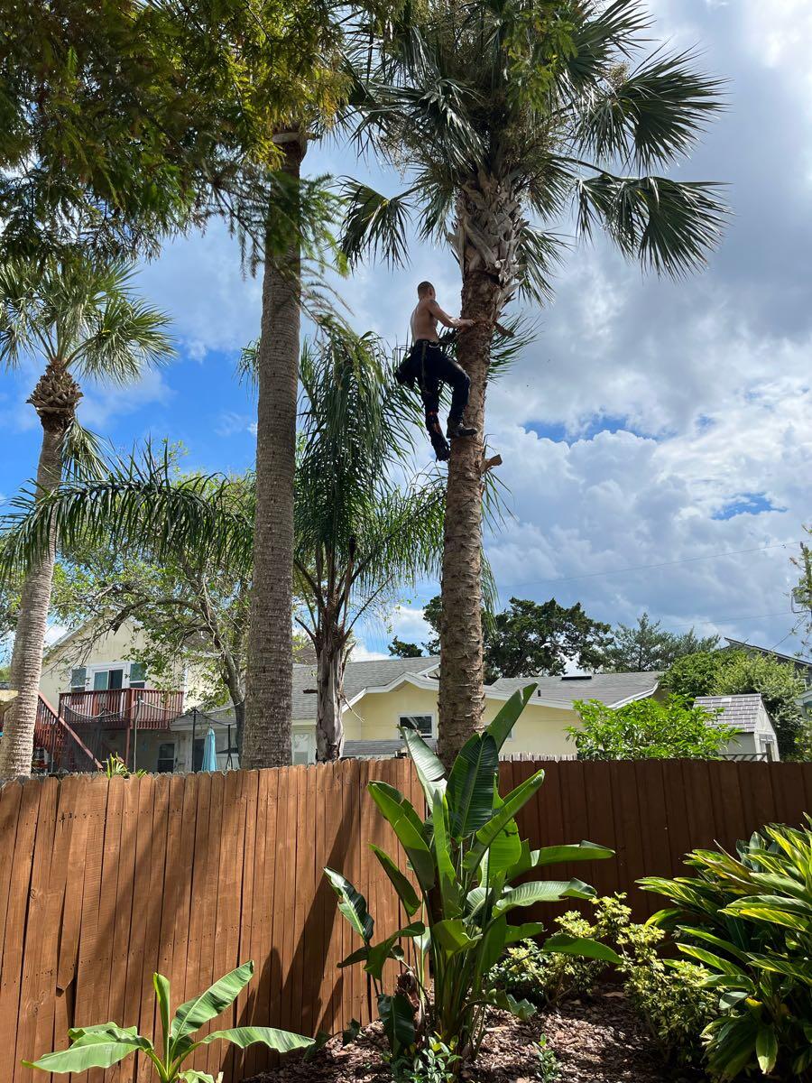 Jax local tree service llc - Callahan, FL - Nextdoor