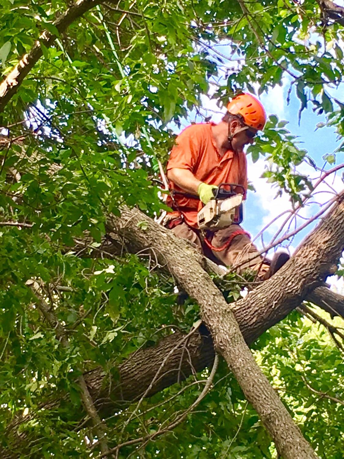 Your Tree Guy - Shakopee, MN - Nextdoor