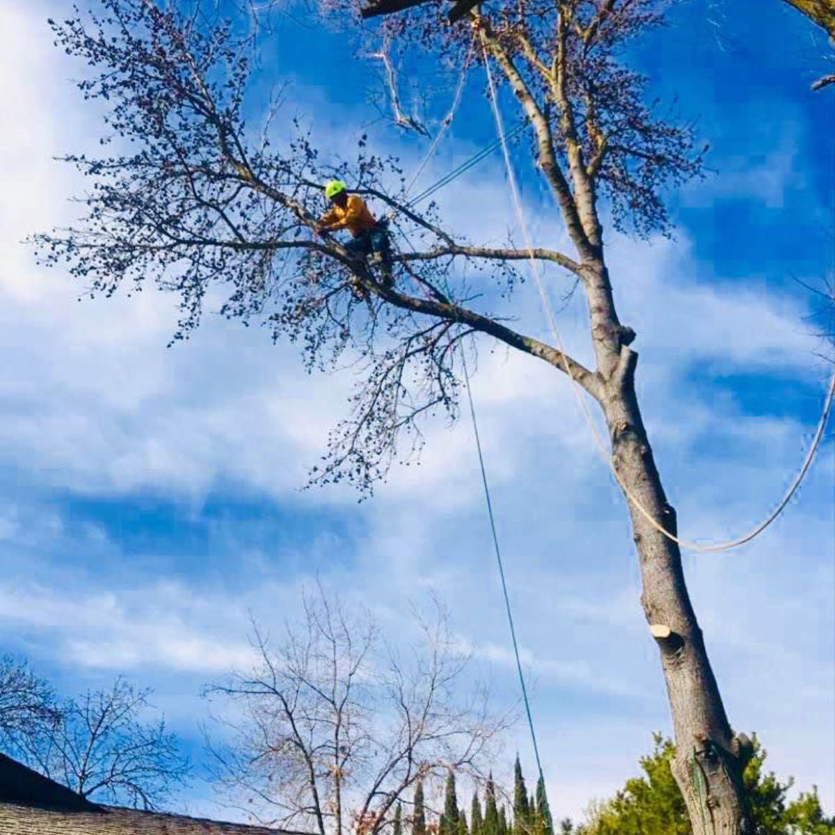 Tree services - Rancho Cordova, CA - Nextdoor