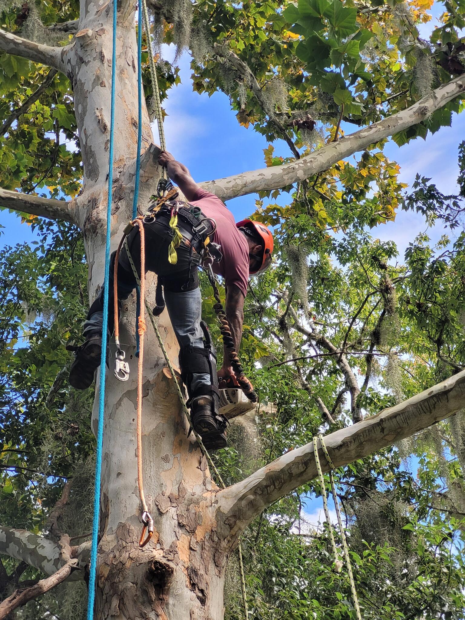 Morrison Lawn & Tree Service inc. - Leesburg, FL - Nextdoor
