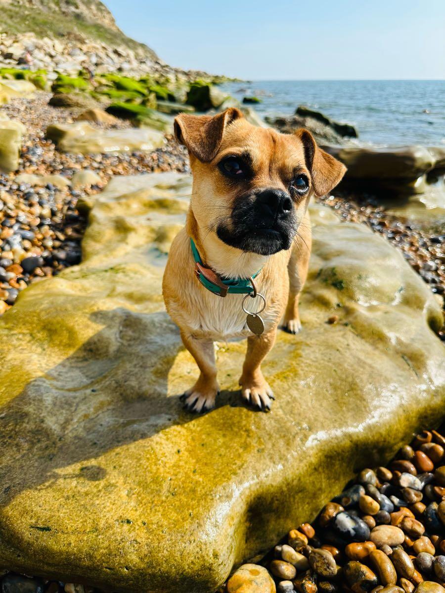 Sam’s Bark Buddies - Nextdoor