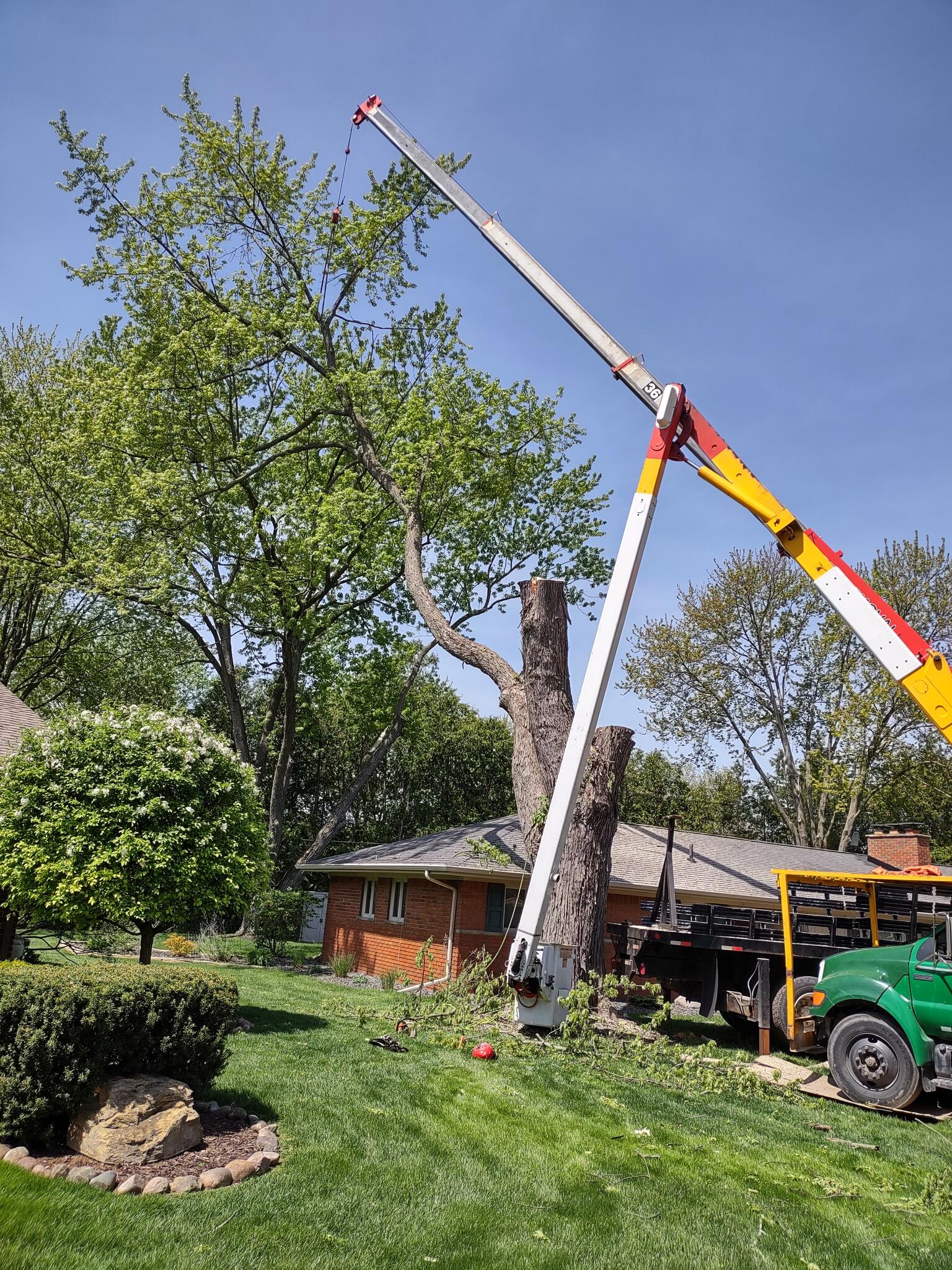 Tree removal trimming and stump grinding - Nextdoor