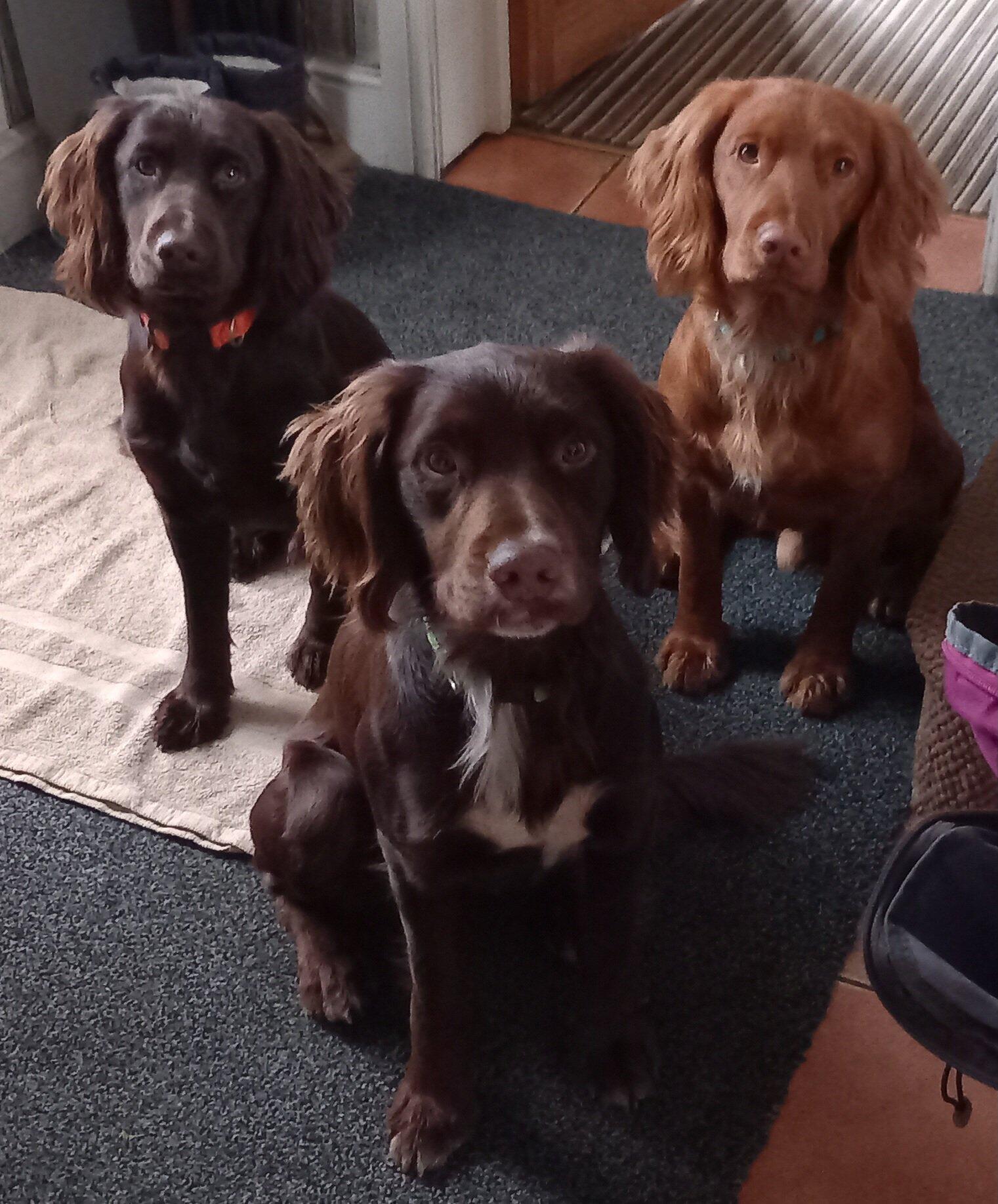 Cotswold Canine Creche - Moreton-In-Marsh - Nextdoor