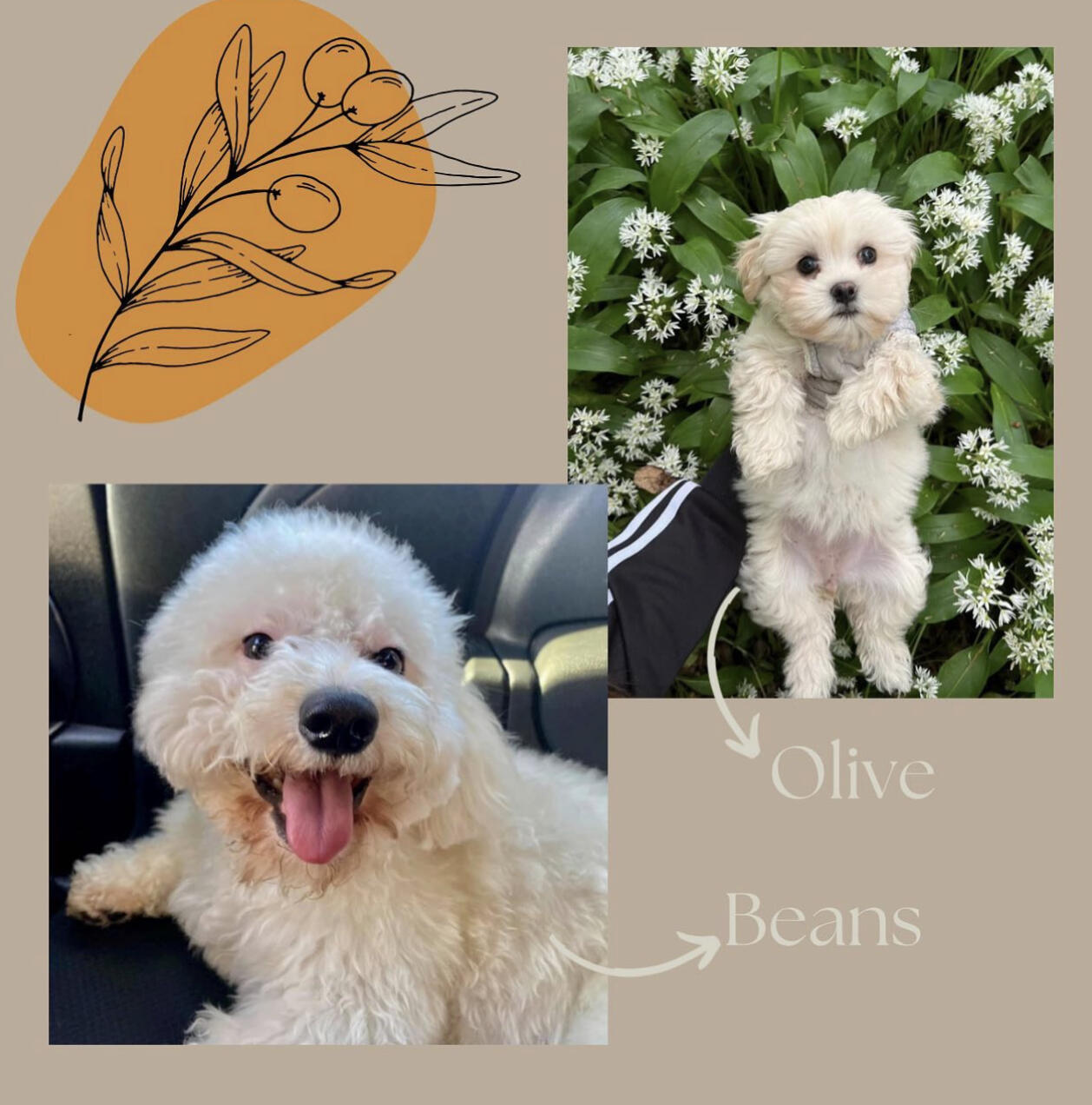 Olive & Beans - Nextdoor