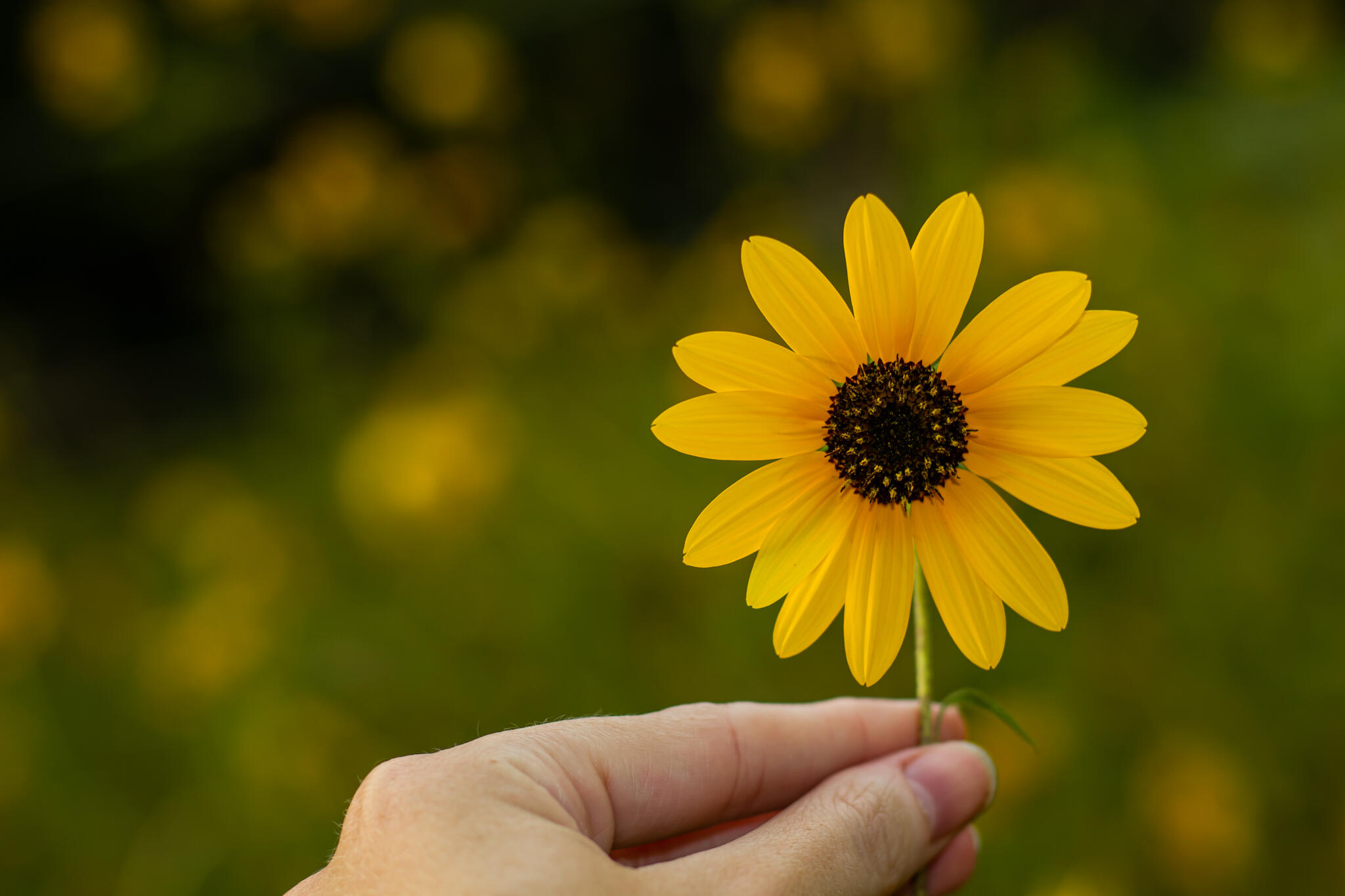 Alex Ayres Photography - Houston, TX - Nextdoor