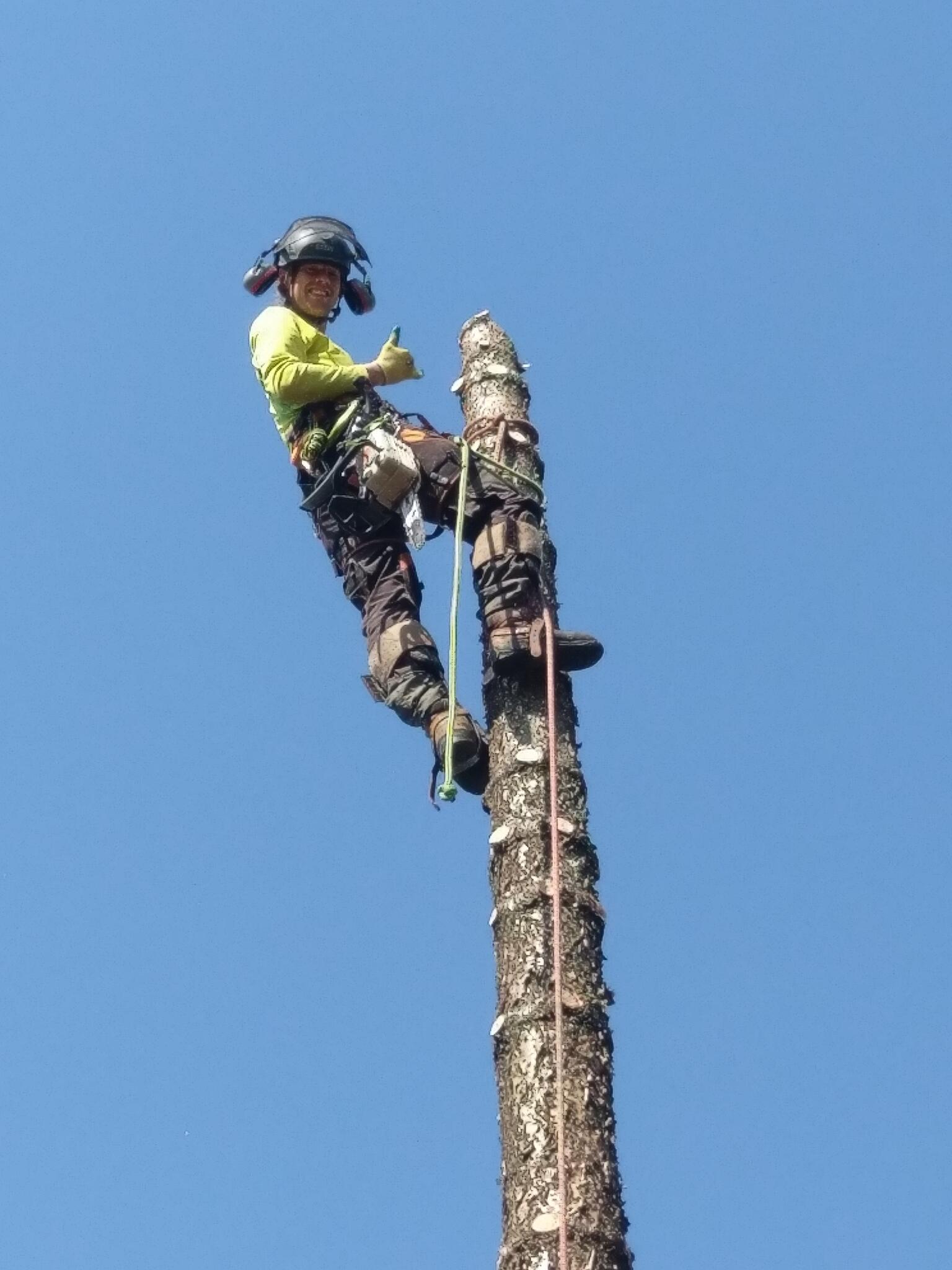 Cutting Hedge Tree Surgery - Brighton - Nextdoor