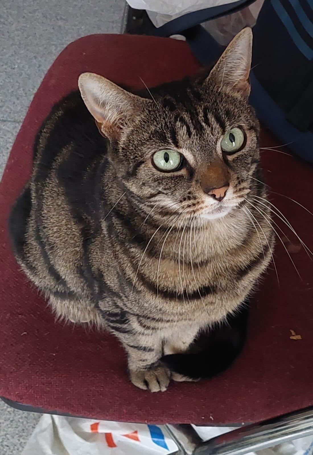 Kim's cat sitting - London, England - Nextdoor