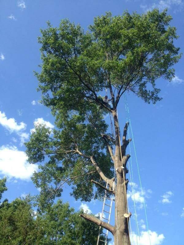 Aquila Tree & Landscape - Bartlesville, OK - Nextdoor