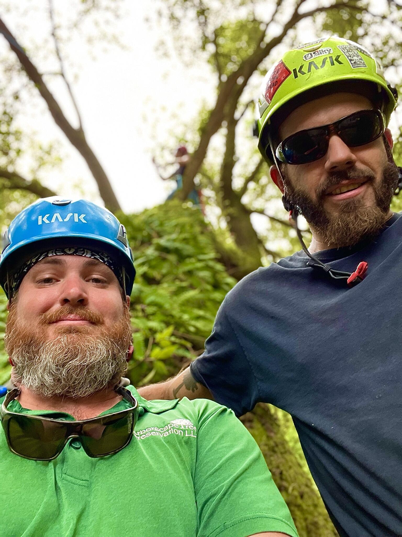 Arborscape Tree - Nextdoor