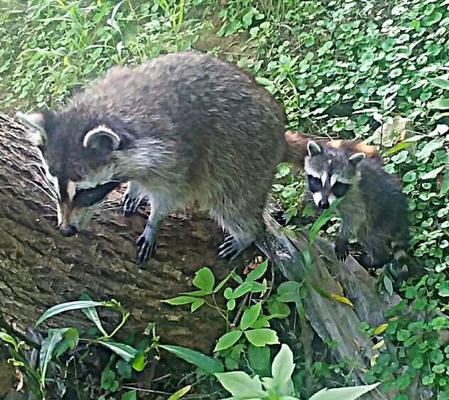 2nd Chance Wildlife - Nextdoor