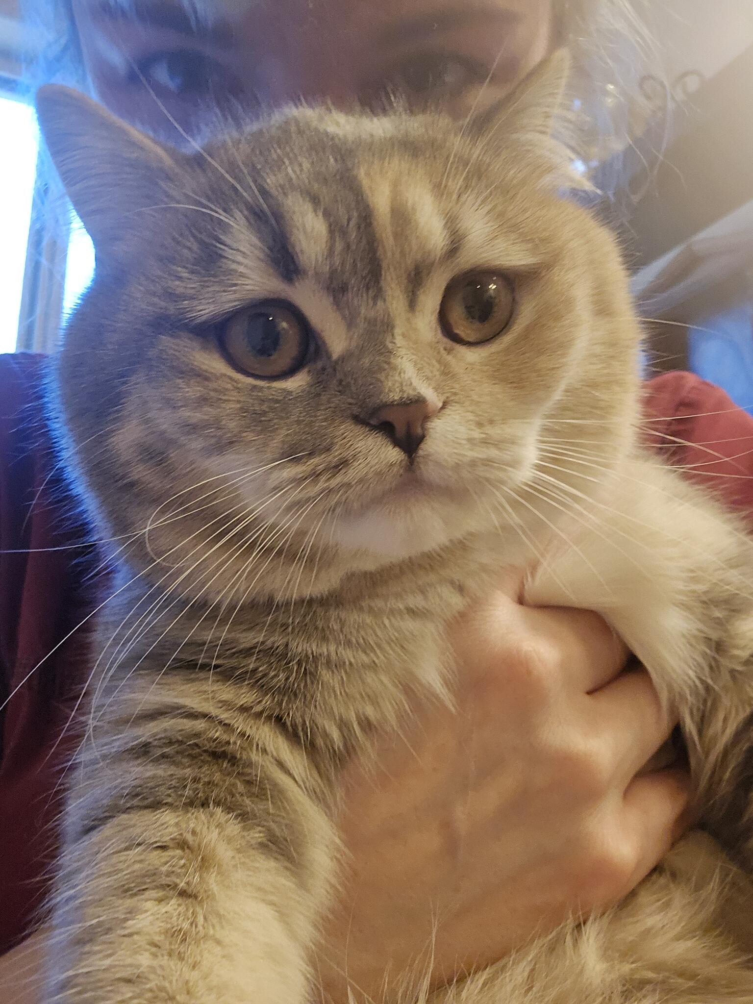Precious Paws - Nextdoor