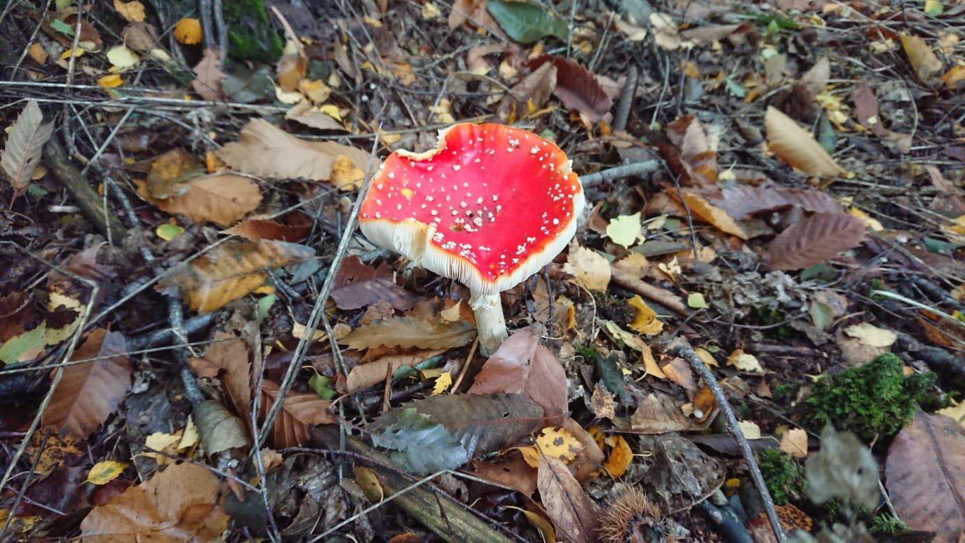 CHA Trees - London, GB-ENG - Nextdoor