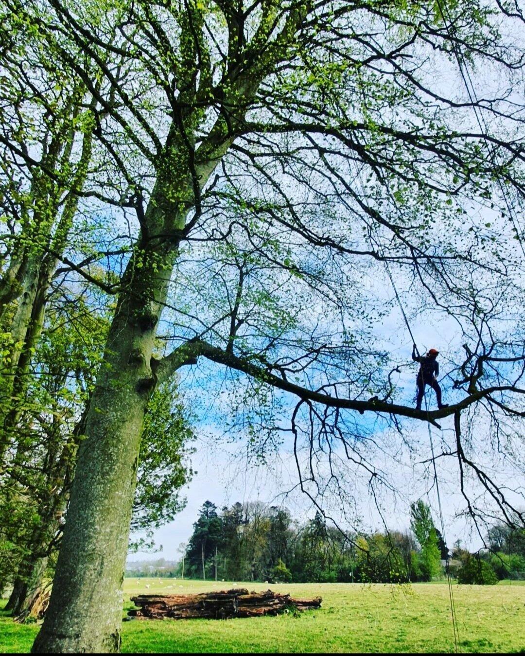 Rymont, Tree Services, Ecological Consultancy and Garden Rewilding ...