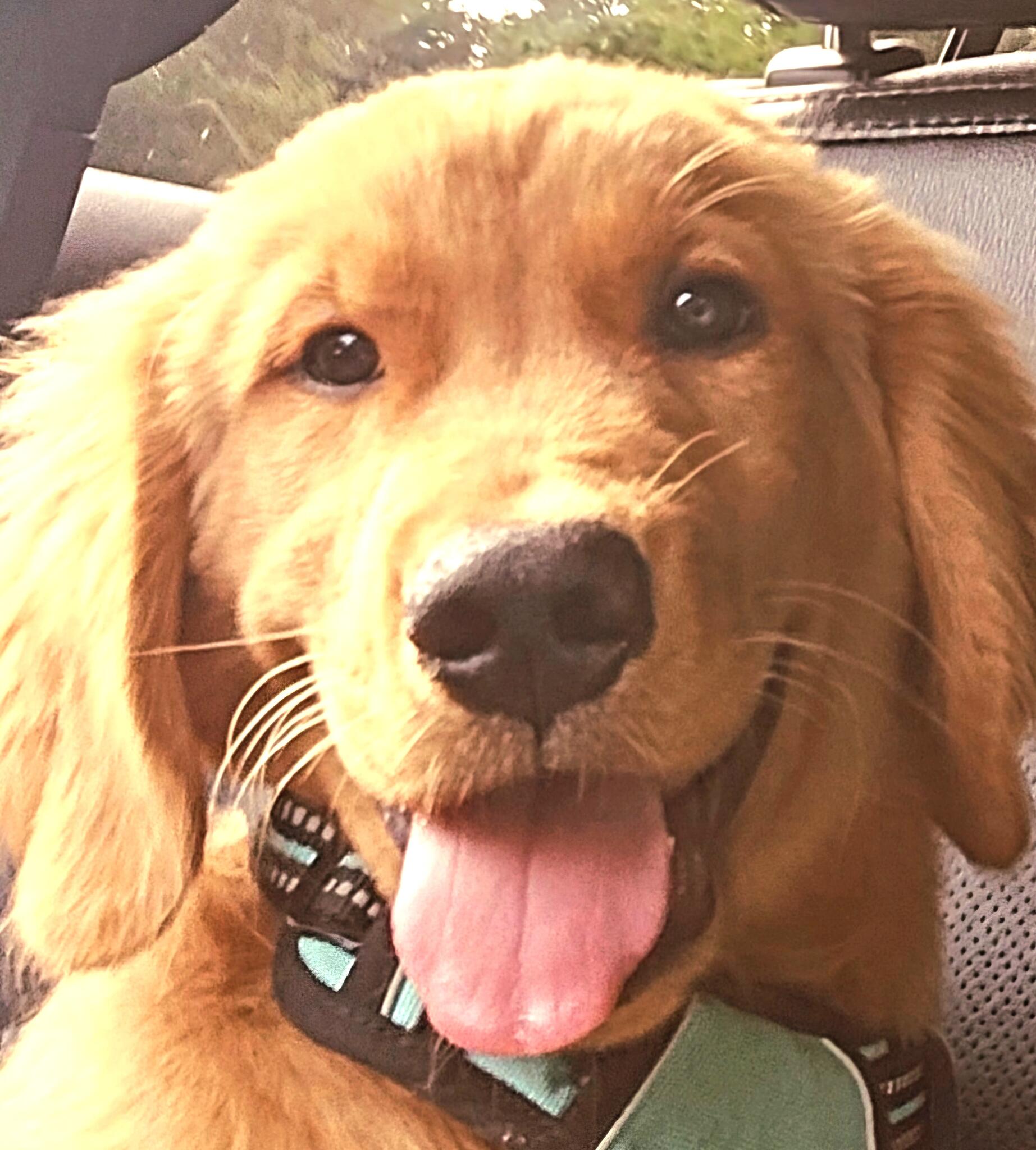 WAG-A-DOCHES - Nacogdoches, TX - Nextdoor