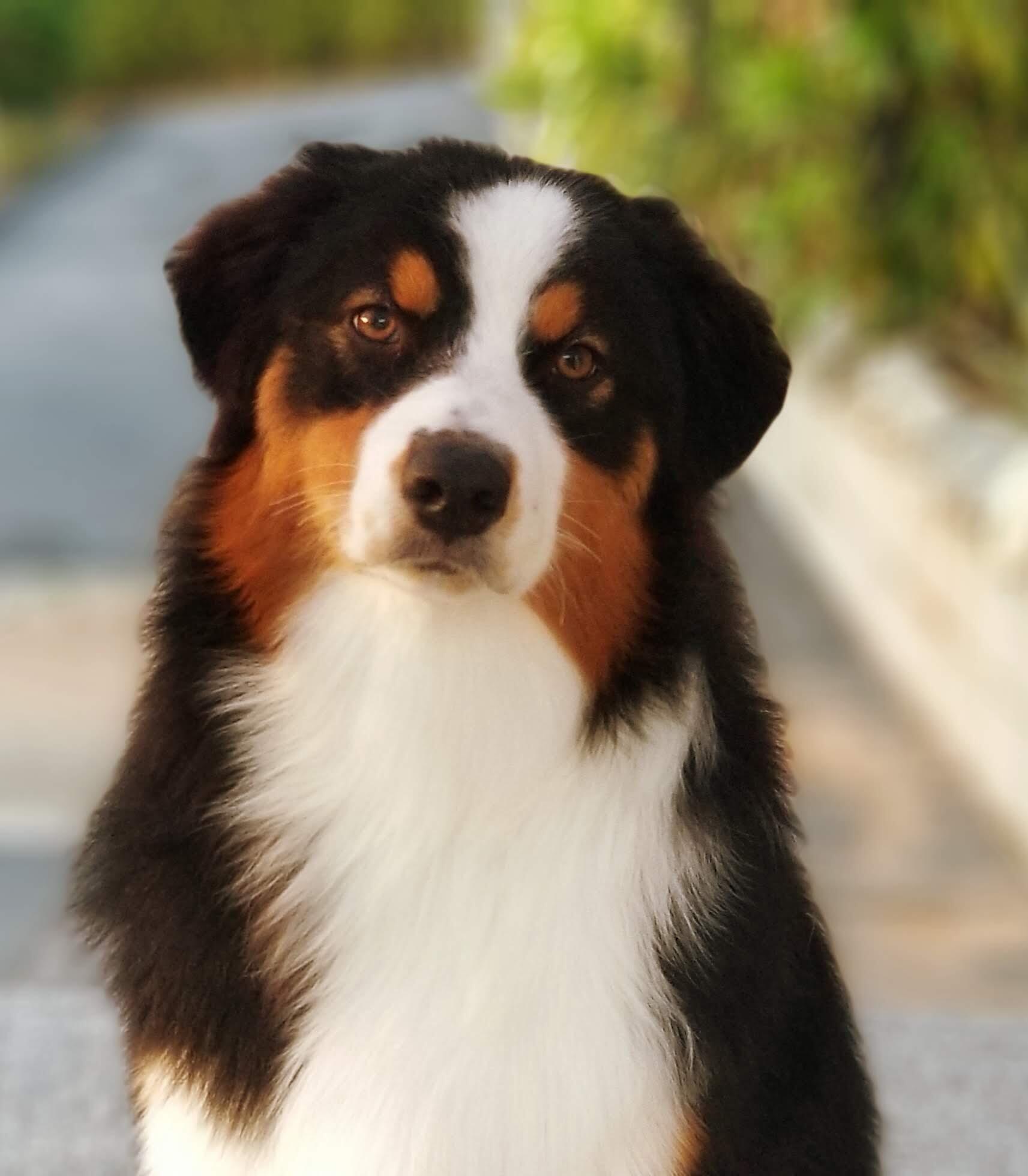 Buck-A-Roo's Australian Shepherd Dog Grooming - El Cajon, CA - Nextdoor