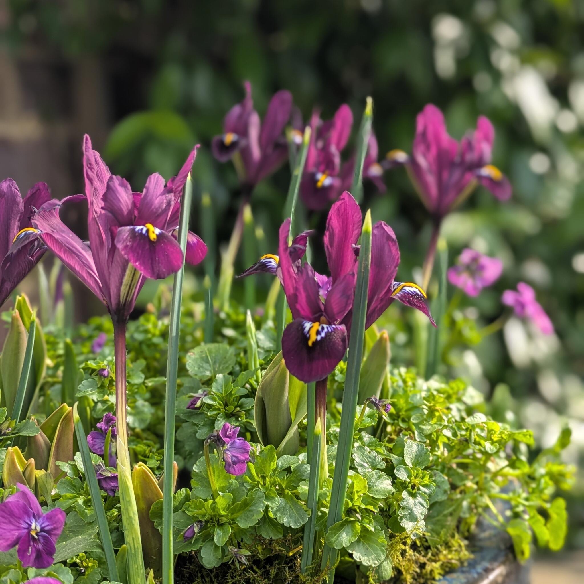 Kate Walker Garden Care - Nextdoor