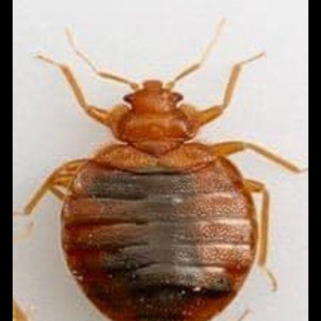 The Bed Bug Queen Ltd - Nextdoor