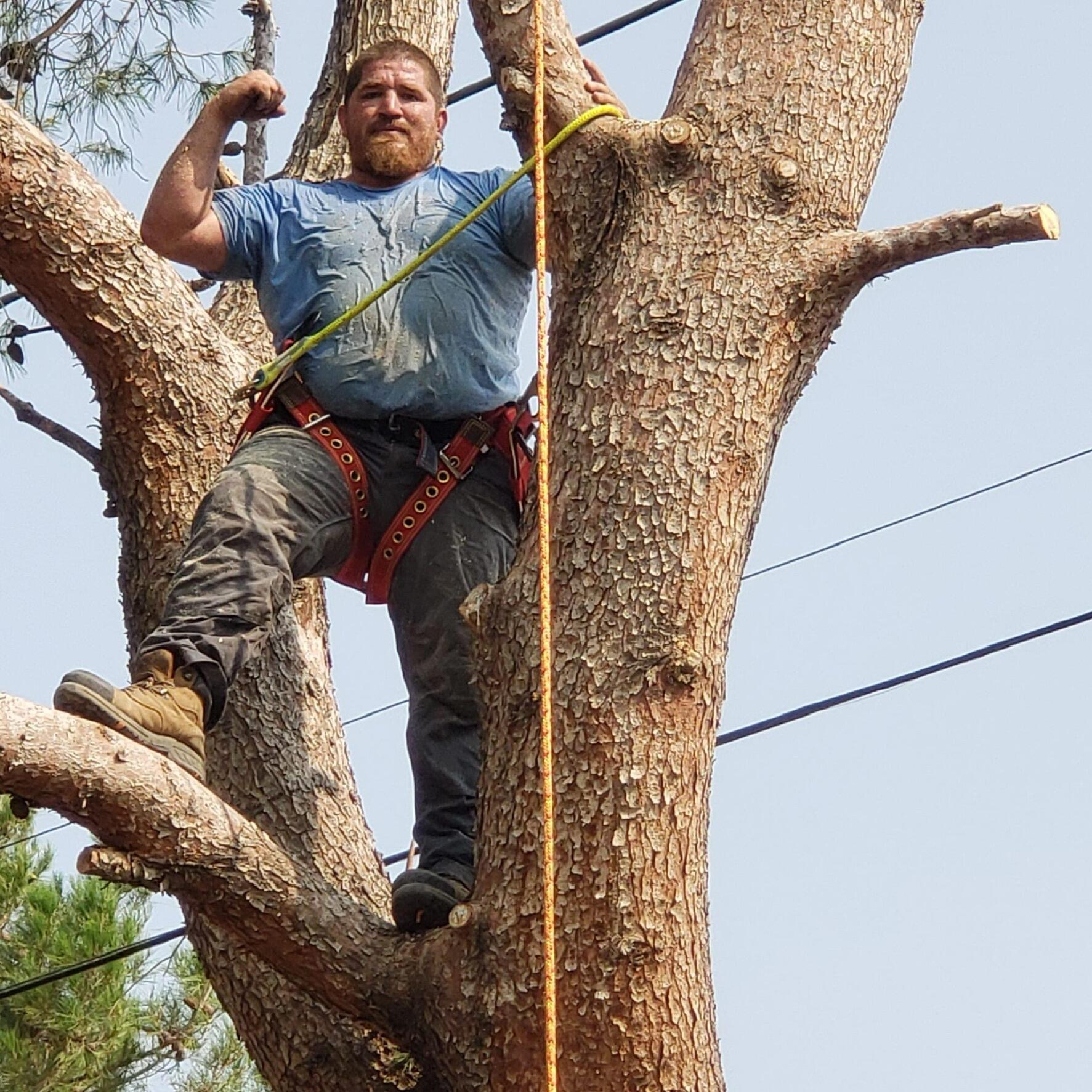 Angel Tree’s service - Canutillo, TX - Nextdoor