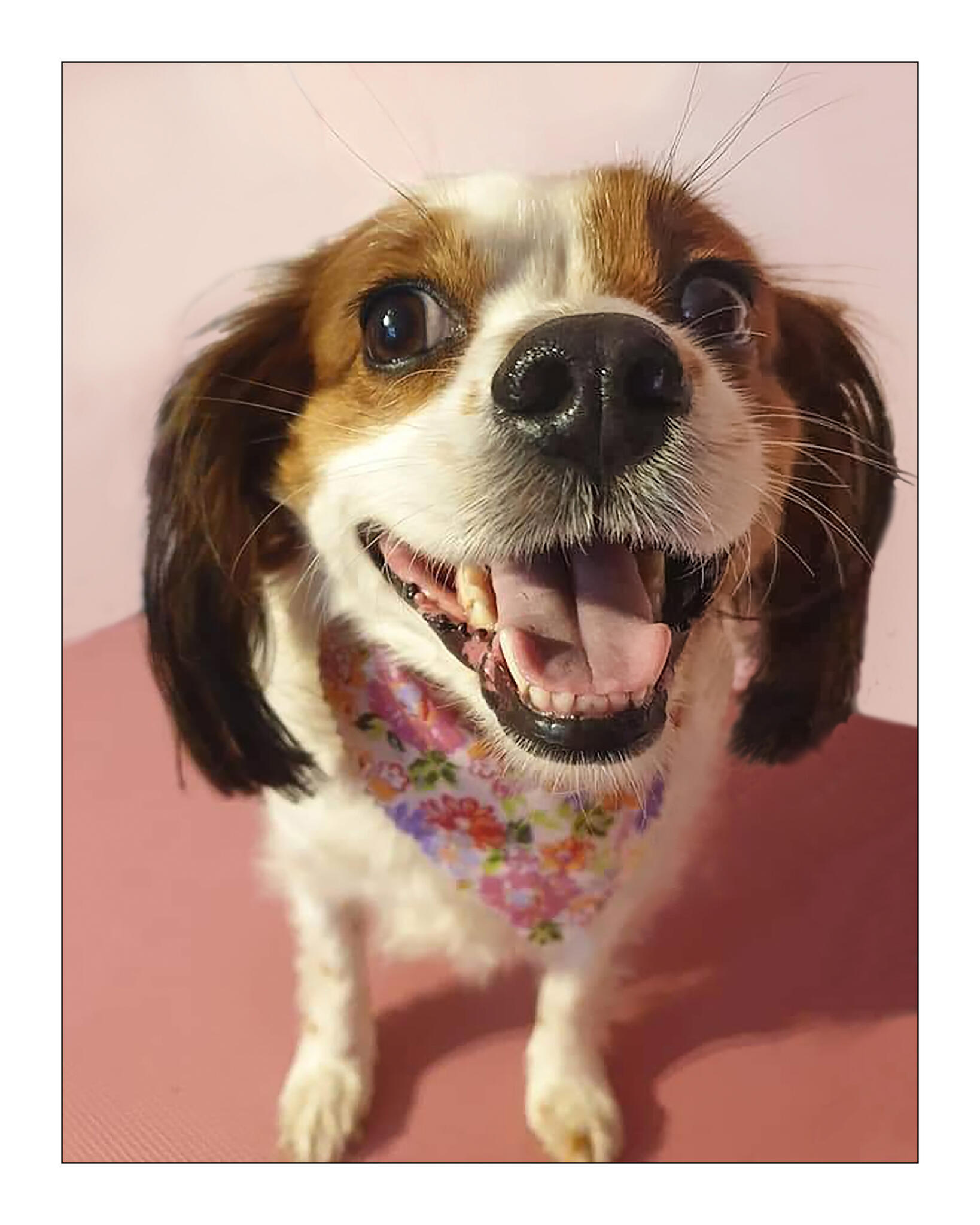 Jane the Dog Groomer in the Broads - Nextdoor