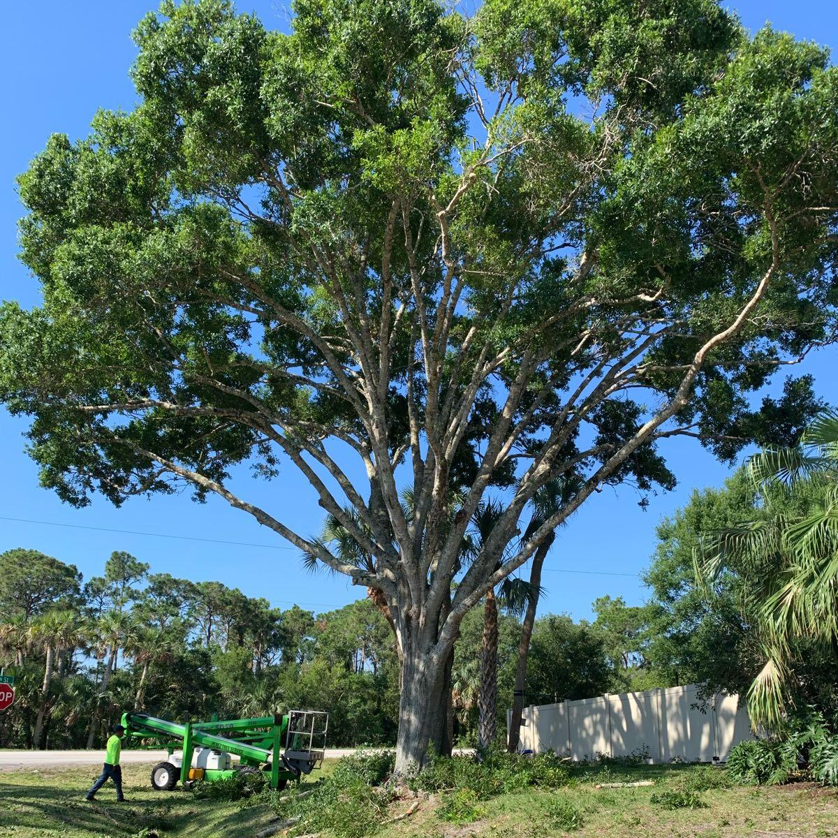 Perez Tree Service - Nextdoor