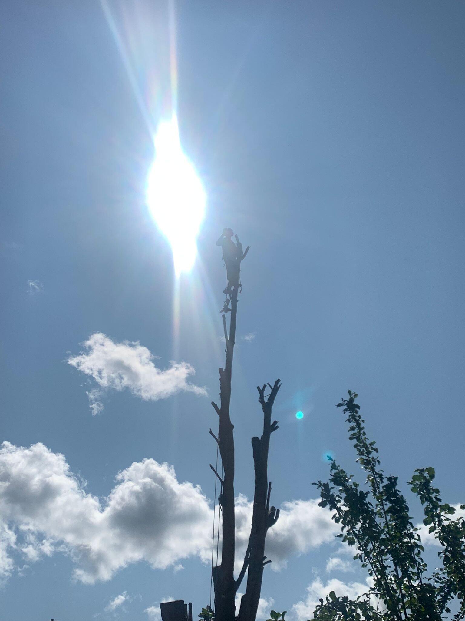 Adam tree surgeon - Nextdoor