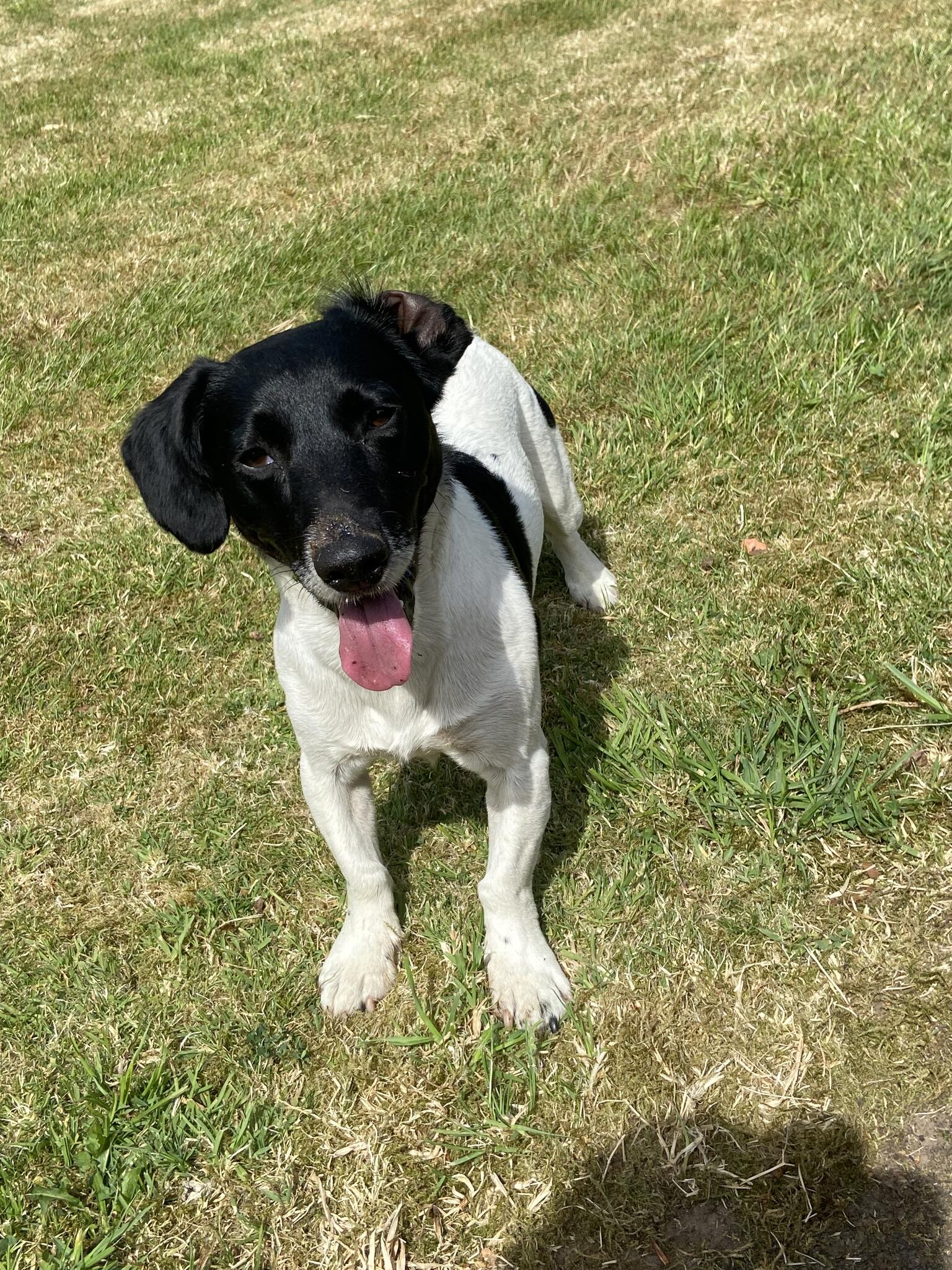 Alvanley Hall Farm (George’s paradise) - Frodsham, GB-ENG - Nextdoor