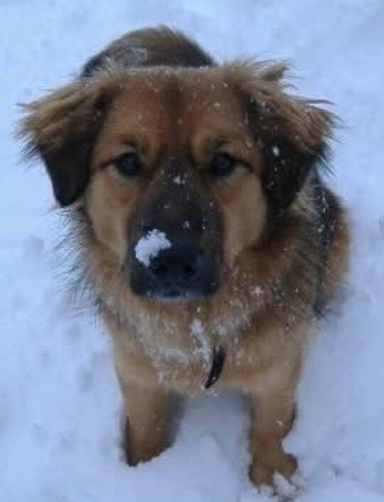 Crossing Paths Animal Rescue - Nextdoor