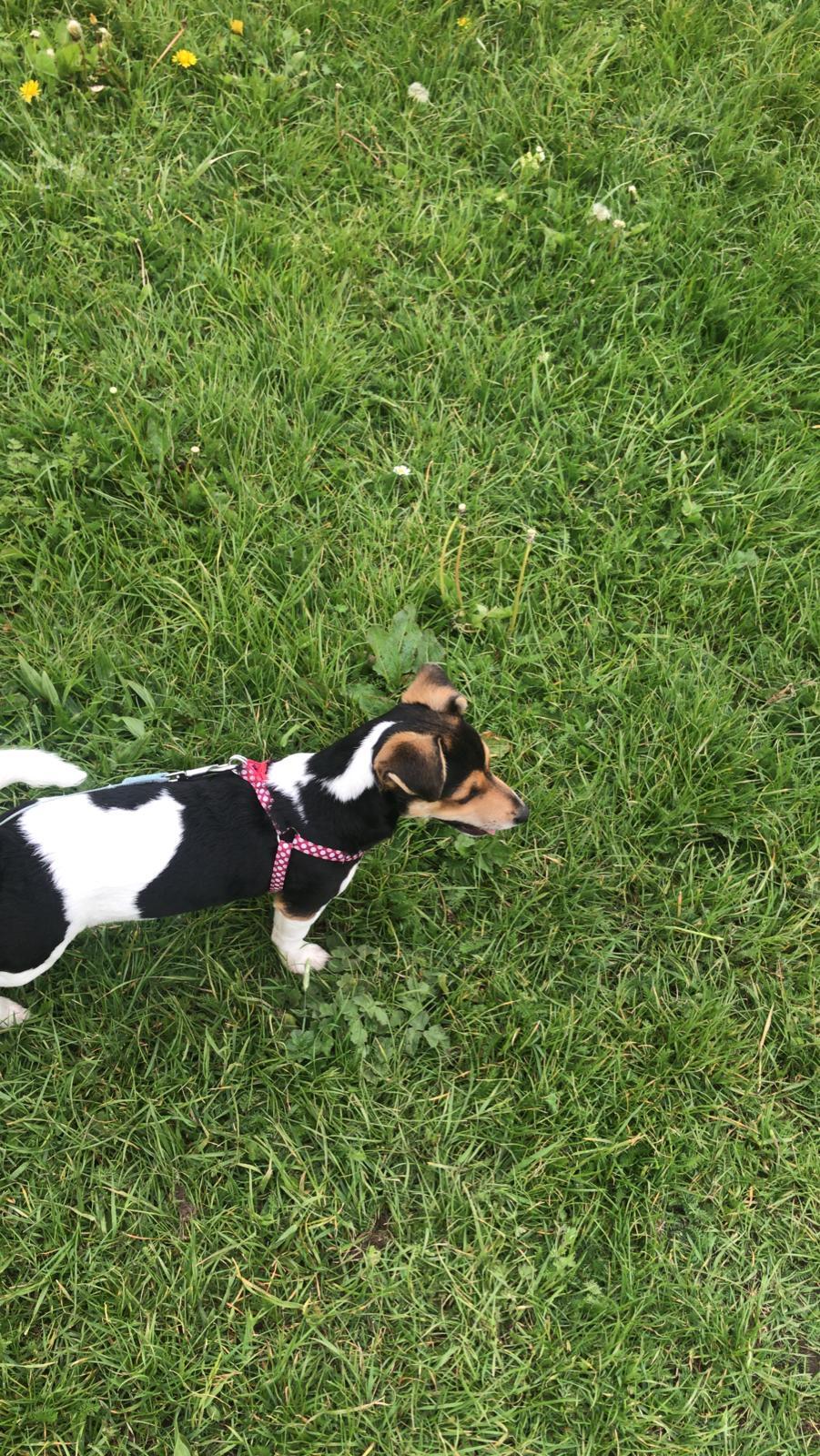 Atom Animal services - Nextdoor