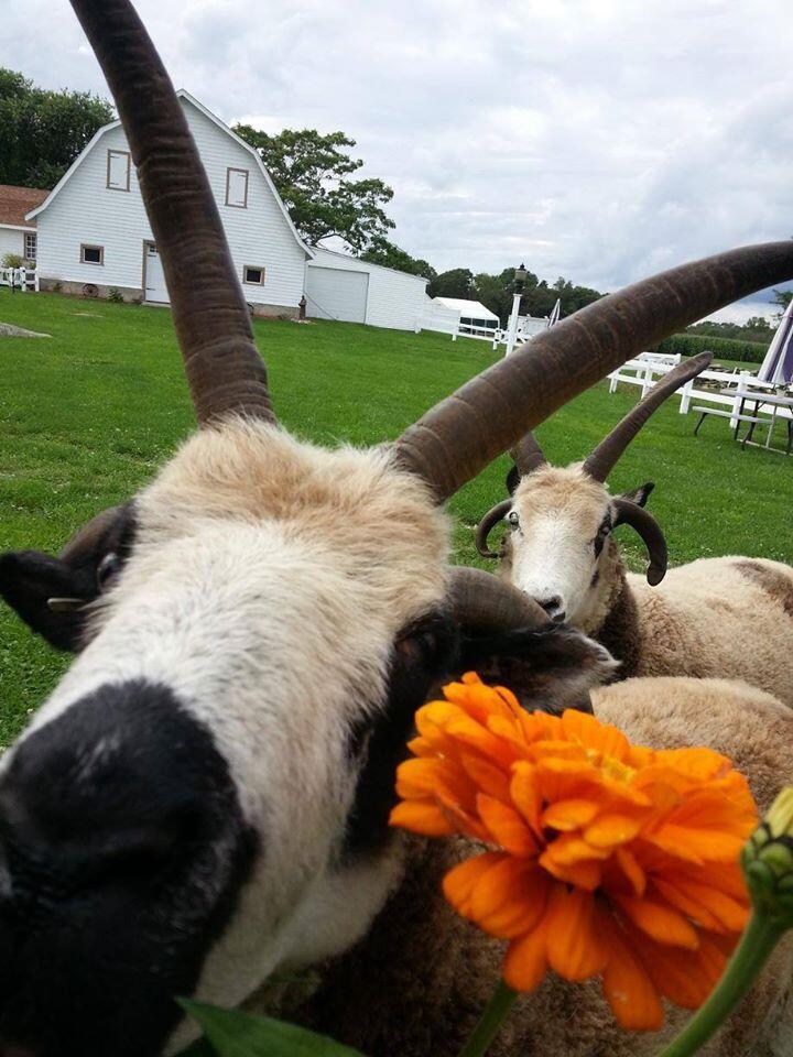 Simcock Farm - Swansea, MA - Nextdoor