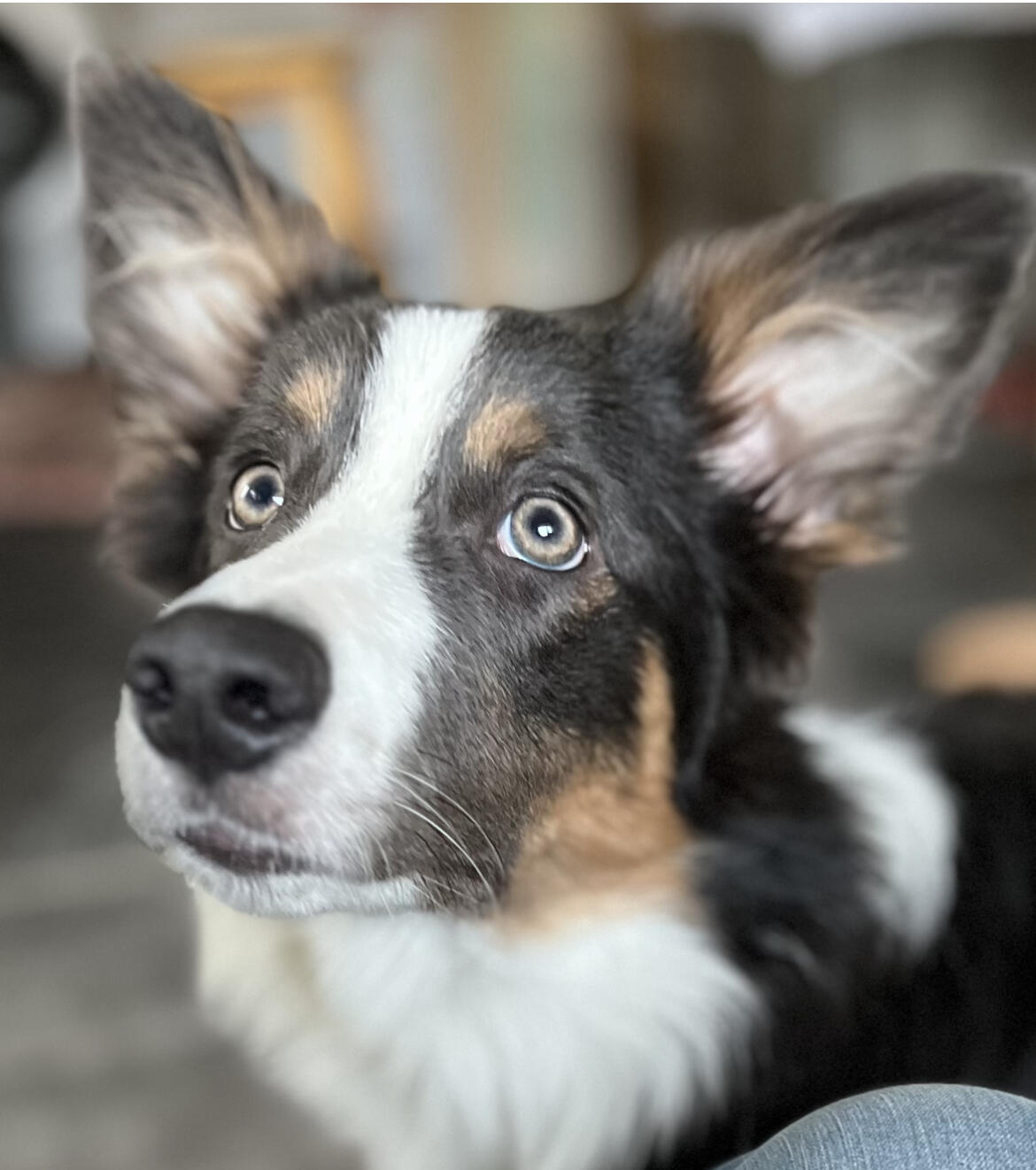 Take The Lead Dog Walking and Pet Sitting - Colwyn Bay - Nextdoor